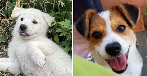 시골 강아지 특징 5가지 및 돌봐주는 방법 알아보기 비마이펫 라이프 시골 강아지 특징 5가지 및 돌봐주는 방법 알아보기 비마이펫 라이프