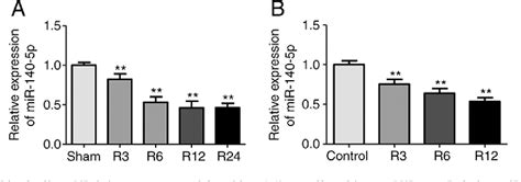 Figure 1 From Mir 140 5p Alleviates Mouse Liver Ischemia Reperfusion