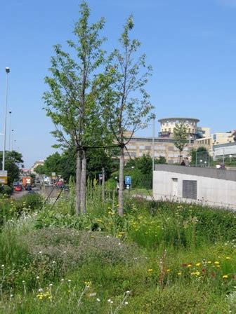 Cobra 4T 5 System Package Arbortools