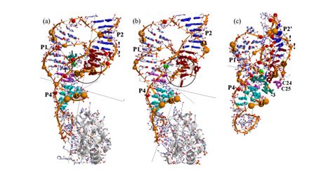 Rnase Probing Data For Sbl Ribozyme Were Projected On 3d Model Of Hdv Download Scientific