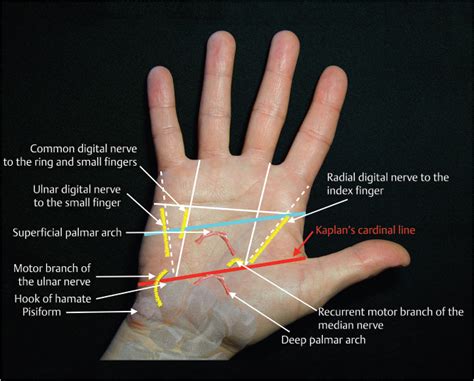 Palmar Creases Of Hand Middle Finger Crease Ngovjj