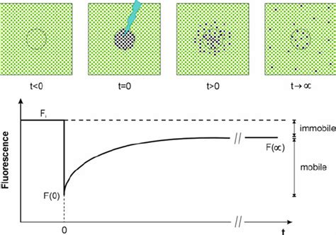 1 Schematic Representation Of A Typical Frap Experiment With An