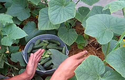 Як за допомогою звичайної манної каші підвищити врожай огірків та зробити їх солодкими Читайте