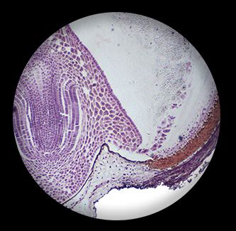 Wheat Seed L S Intereducation Supplies