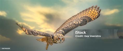 하나의 독수리 올빼미는 극적인 하늘에 대한 확산 날개와 비행 그가 날고 있는 동안 주황색 눈이 당신을 응시합니다 배경에 극적인 파란색 노란색과 녹색 하늘 합성 사진 소셜