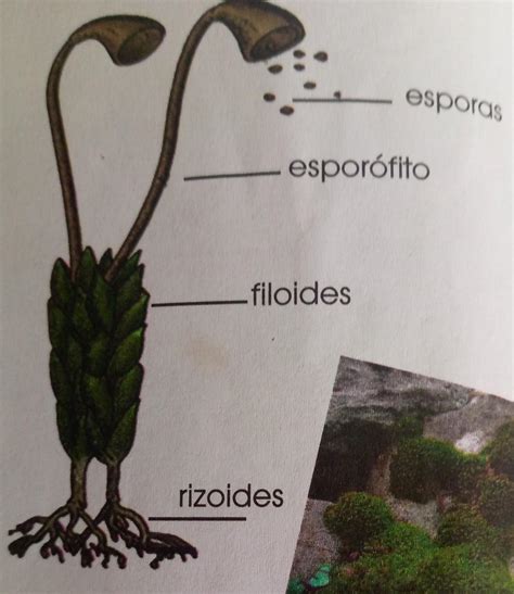 Ubica Las Partes De Una Planta Briofita