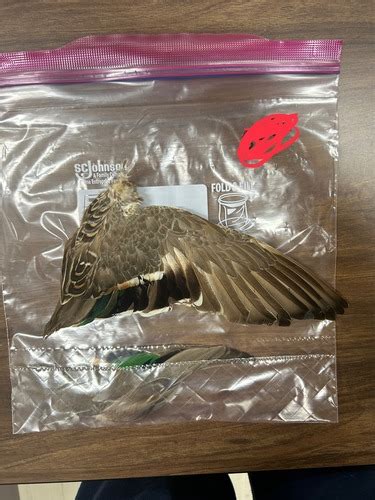 Bird Identification Flashcards Quizlet