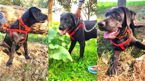 Cute Labrador Puppy Jacks Funny Moments Black Labrador Funny