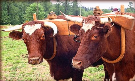Verse Two Oxen Yoked Together