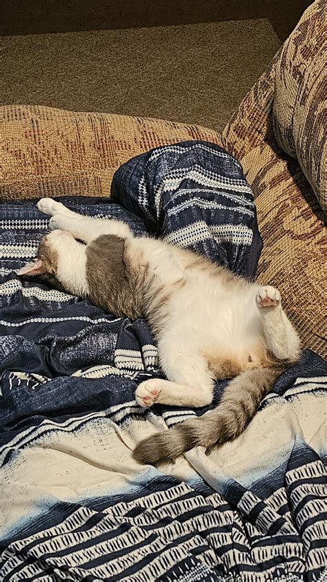 The Definitive Collection Of Cat S Rcats