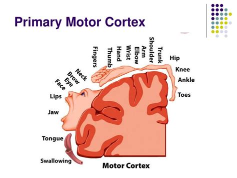 Ppt Functional Neuroanatomy Powerpoint Presentation Free Download Id 6303112