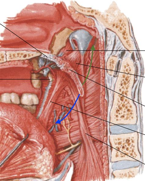 Diagram Of Muscles Of Soft Palate Quizlet