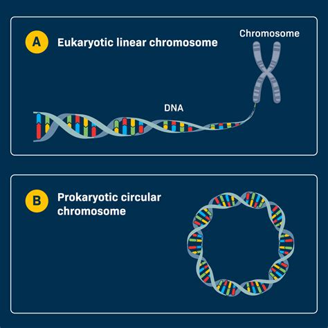 Eukaryotic Chromosome Cell Division