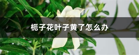 枙子花叶子黄了怎么办 花百科