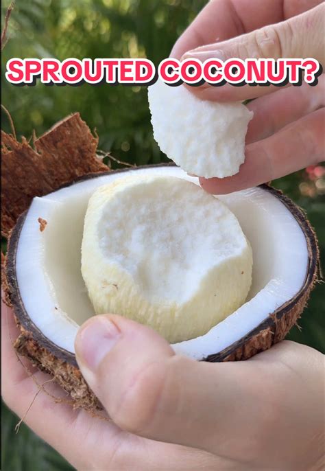 Discover The Benefits Of Sprouted Coconut Tiktok