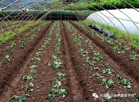 草莓移栽定植注意事项大汇总 知乎