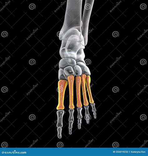 Metatarsal Bones Of The Foot 3d Illustration Stock Illustration