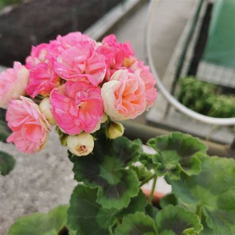 Cash Express Service Bulgaria Кеш Експрес Сървис ЕООД Всички очакваме с невероятен трепет