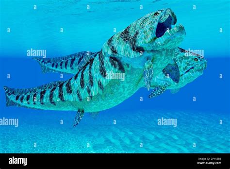 Dunkleosteus Was A Carnivorous Placoderm Fish That Lived In The Seas Of