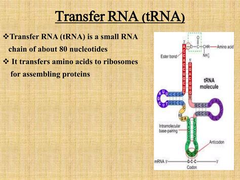 Types Of Rna Pptx Genetics Science