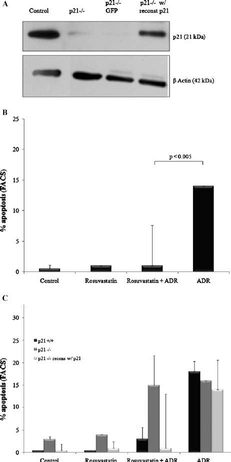 reconstituting p21 expression in p21 − − podocytes restores the