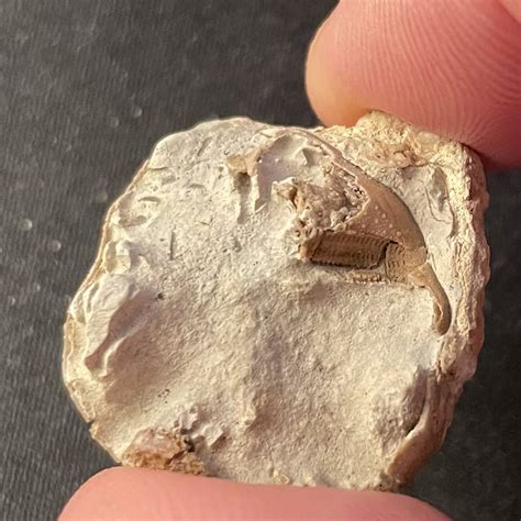 Fossil Crab Fossil ID The Fossil Forum