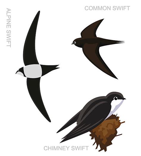 Swift Bird Sleeping Clipart