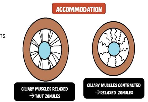 Anatomy Of The Ciliary Body Insight Ophthalmology