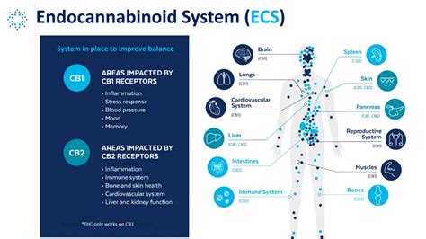Cbd In Orthopedic Practice Enhancing Recovery And Well Being Beyond