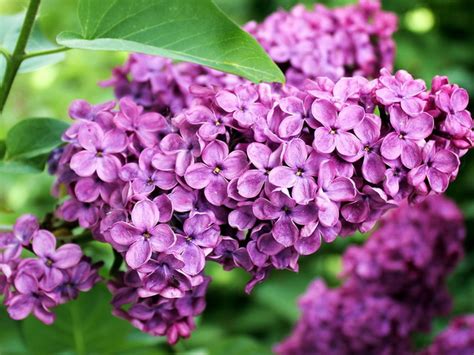 Jorgovan Sadnja Vrste I Lekovita Svojstva Lekovite Biljke