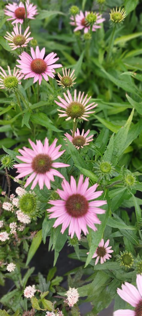 Ežiuolė „conetto Melon” Echinacea „conetto Melon” Andriūnų ūkis