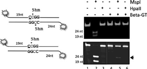 Mspi And Hpaii Isoschizomer Can Distinguish Between 5 Hmc And 5 Ghmc At Download Scientific