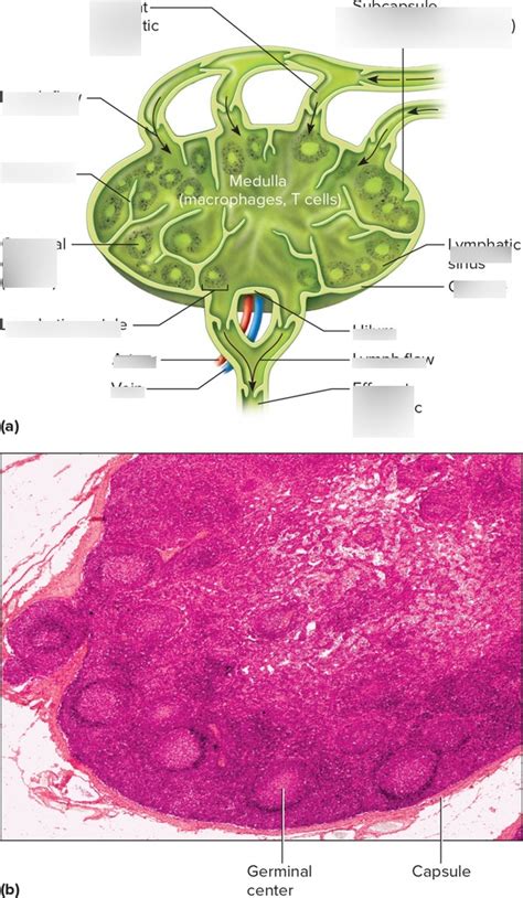Lymph Node Structure Diagram Quizlet