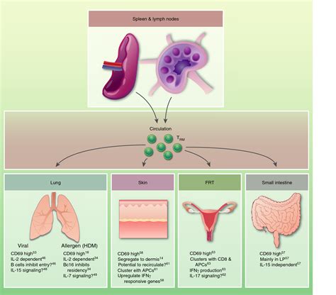 Memory T Cells