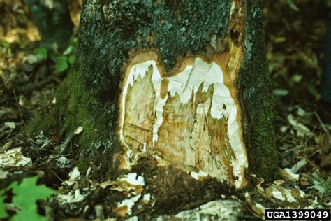 Young Sugar Maple Tree Bark