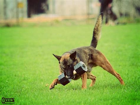 Зоопсих Лесенька Вот прям очень рекомендую посмотреть это видео на моём ютуб канале Там нет