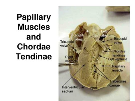 Ppt Structure Of The Heart Powerpoint Presentation Free Download