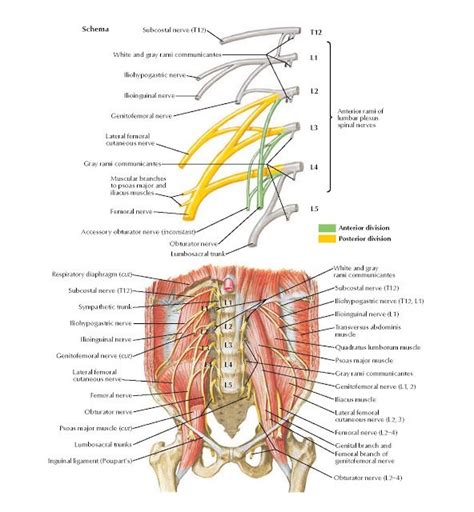 Lumbar Plexus Anatomy Subcostal Nerve Lumbar And Sacral Nerves