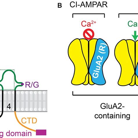 Ampar Trafficking Regulated By Pkc Pkc Phosphorylation Of Glua2 Download Scientific Diagram