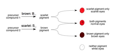 Solved Eye Color In Drosophila Involves The Interaction Of