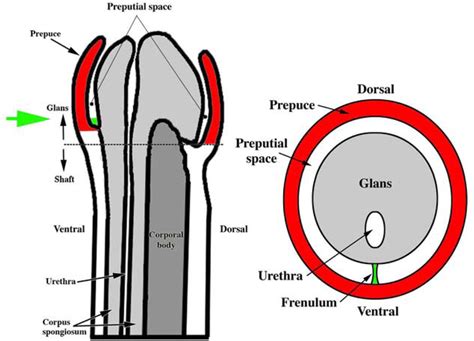 Development Of The Human Prepuce And Its Innervation Pmc