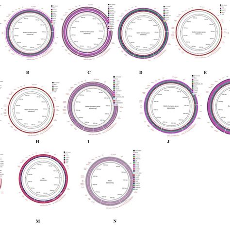 Avisualization Of Genome Comparison Of The Different Strains Of Download Scientific Diagram