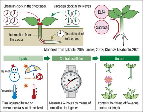 What Are Circadian Rhythms In Plants At Milla Hawthorn Blog