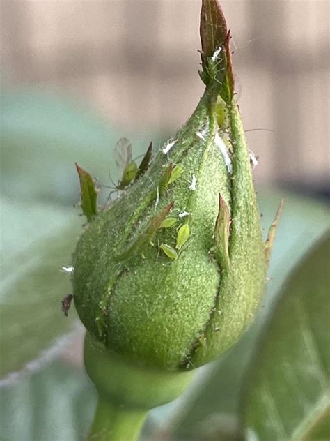 Aphids Rgardening