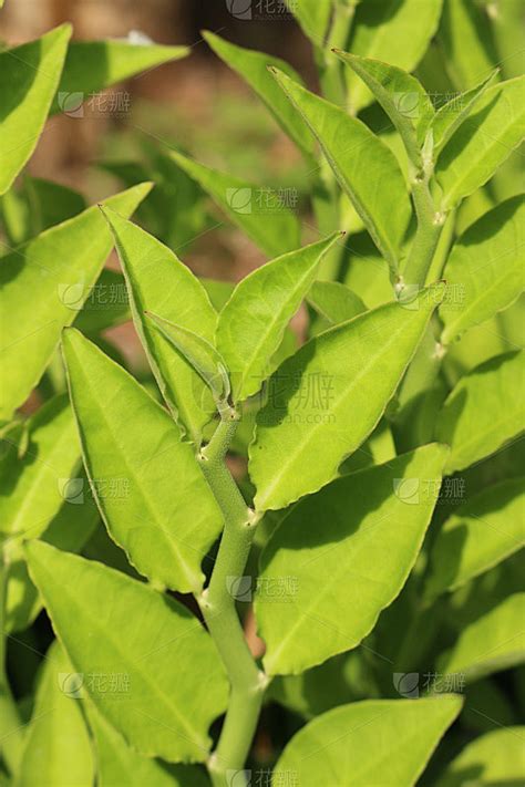 绿色肉质植物，有锯齿状的树干和对称的叶子