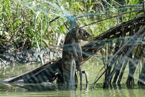 245 Cruelty Towards Animals Royalty Free Photos And Stock Images