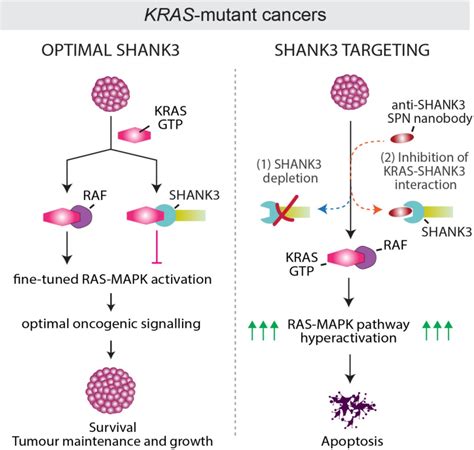 Targeting A Broad Spectrum Of Kras Mutant Cancers By Hyperactivation