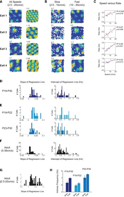 Grid Cell Firing Rate In Young Rats Is Modulated By Running Speed A