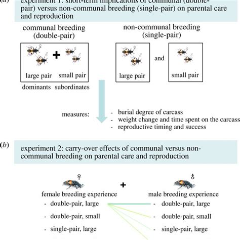Schematic Overview Of The Experimental Set Up A Experiment Download Scientific Diagram