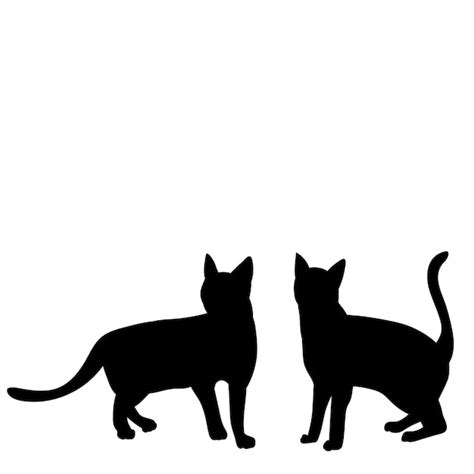 Two Black Cats